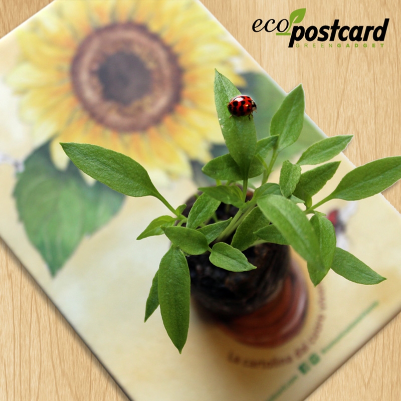 Eco-postcard, se dalle cartoline nascono fiori e ortaggi