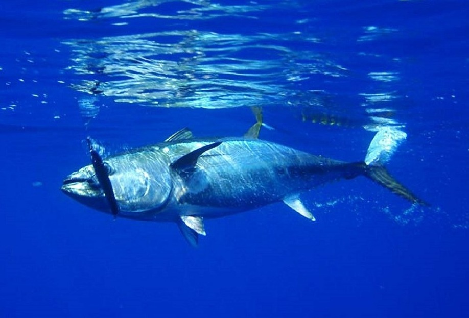 In Senegal un memorandum per difendere la ricchezza del mare