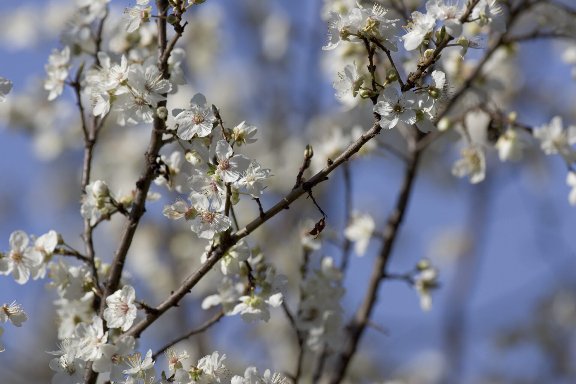 21 novembre è la Giornata Nazionale degli alberi