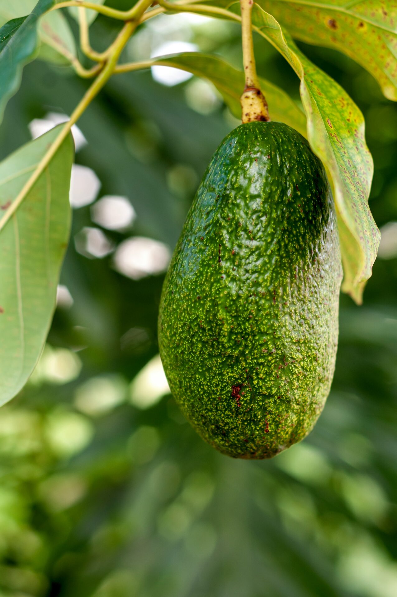 Avocado bio in Italia, modello circolare che ridà vita ai suoli